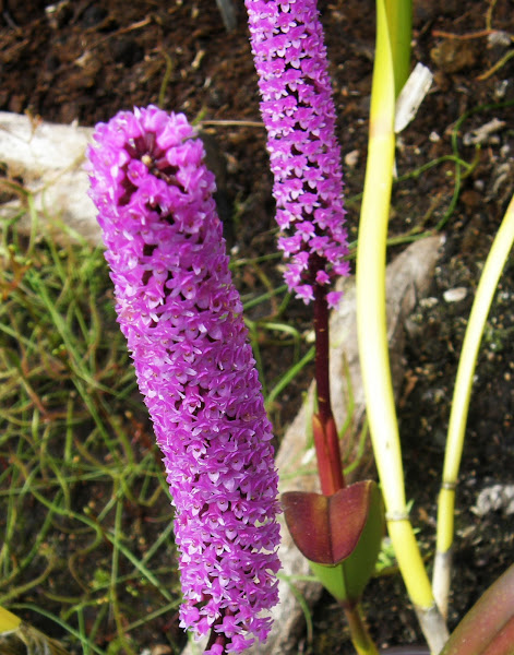 Arpophyllum gigante | Project Noah