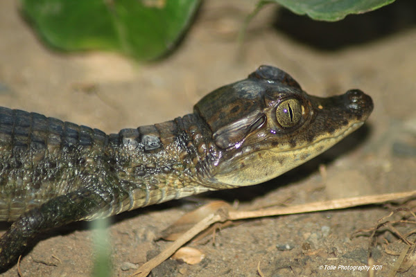 Spectacled caiman | Project Noah