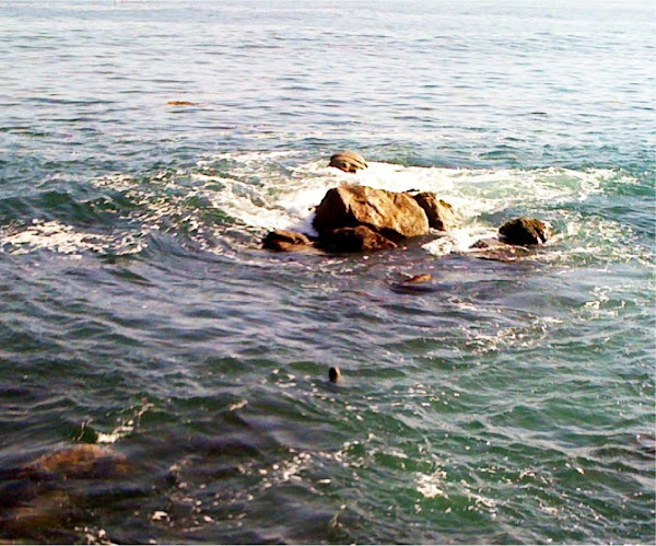 California Sea Lion | Project Noah