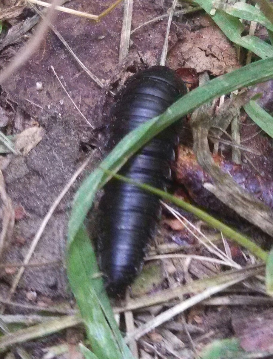 Carrion Beetle (larva) | Project Noah