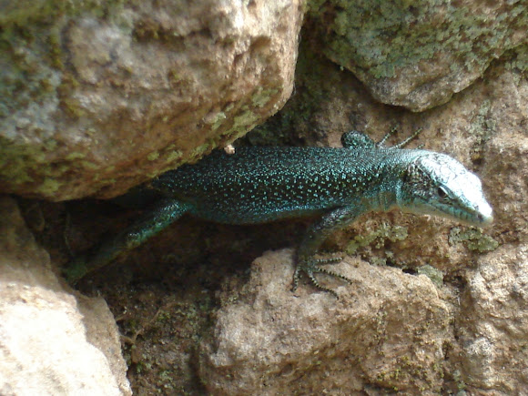 Madeiran Wall Lizard | Project Noah
