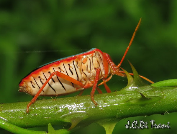 Blue Stink bug | Project Noah