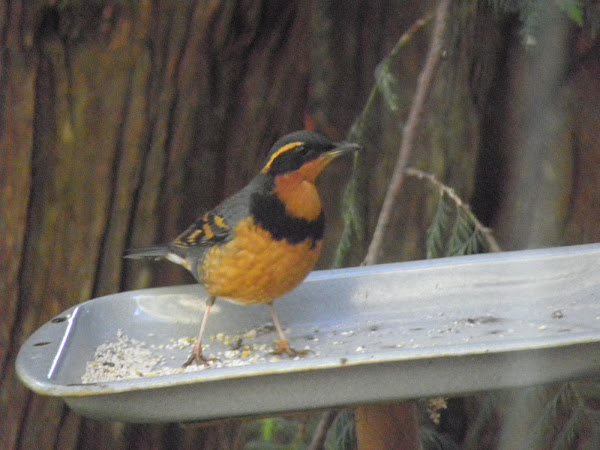 varied thrush | Project Noah