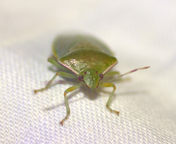 Green Vegetable Bug | Project Noah