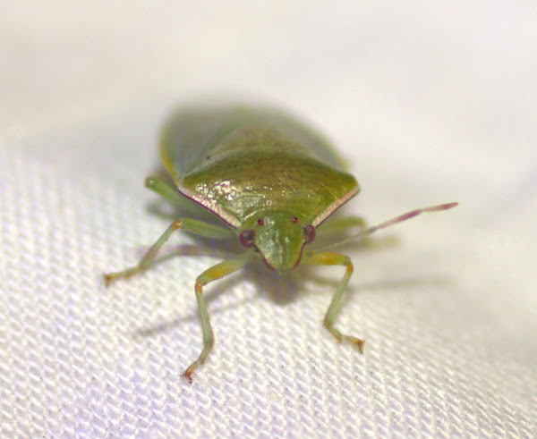 Green Vegetable Bug | Project Noah
