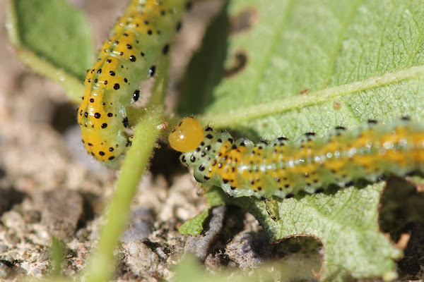 Rose Sawfly larvae | Project Noah