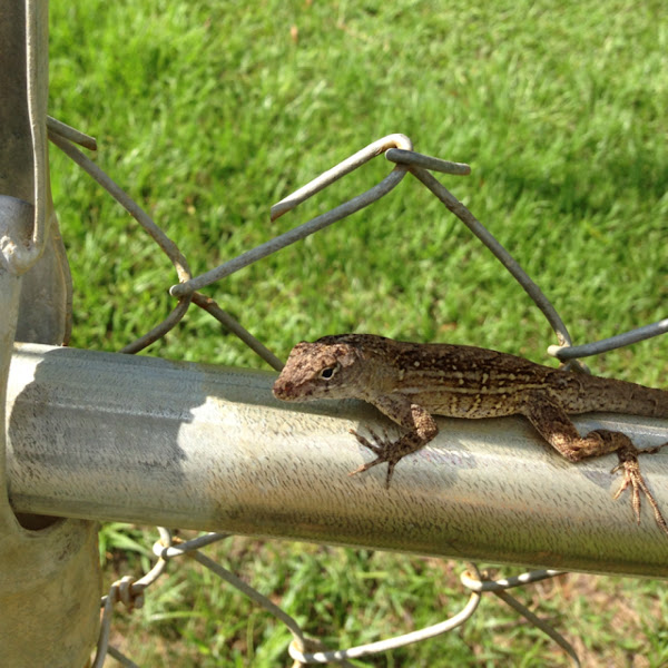 Brown or Bahaman Anole | Project Noah