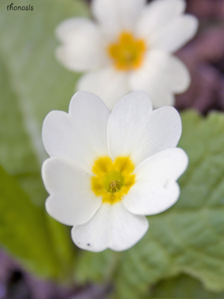 Primrose | Project Noah