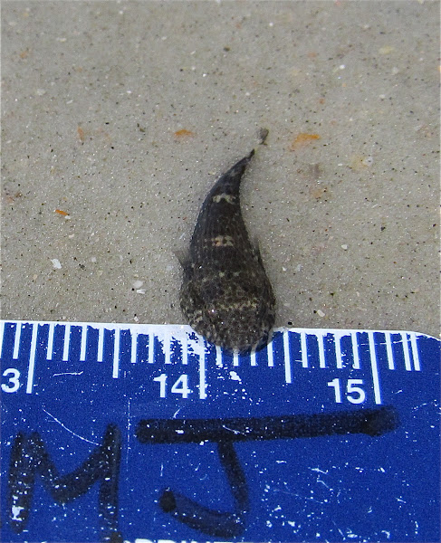 Skilletfish | Project Noah