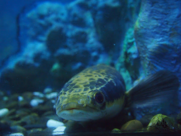 Emperor snakehead | Project Noah