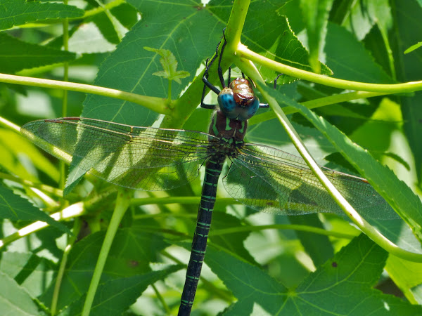 Swamp Darner dragonfly (male) | Project Noah