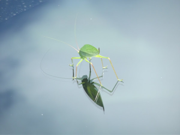 Common True Katydid | Project Noah