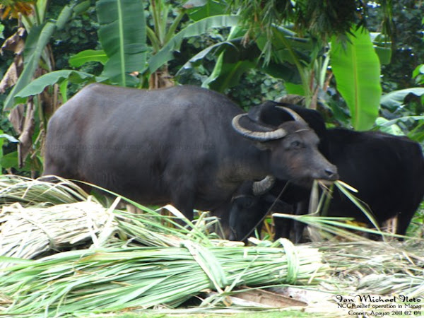 Kalabaw | Project Noah