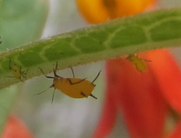 Oleander Aphids | Project Noah