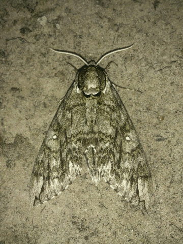 Waved Sphinx | Project Noah