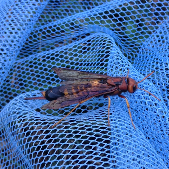 Pigeon horntail | Project Noah