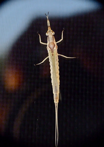 Flatheaded mayfly | Project Noah