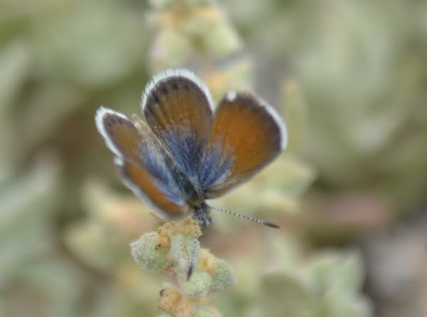 Western Pygmy Blue Butterfly | Project Noah