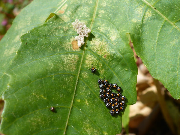 Recently hatched insects | Project Noah
