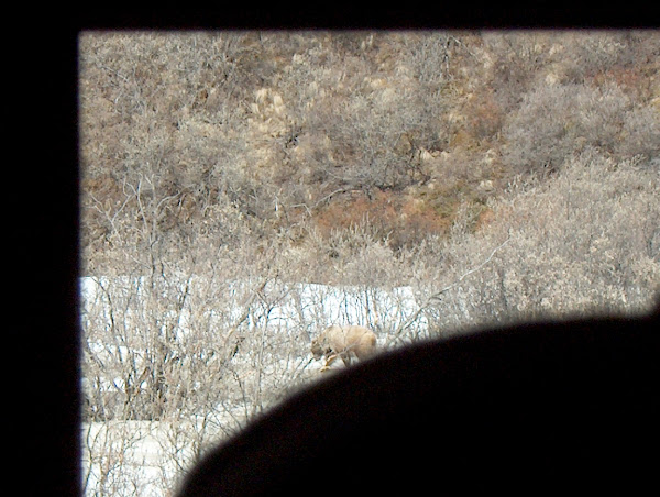 Grizzly Bear | Project Noah