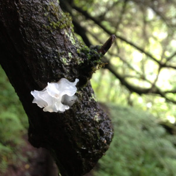 Palolo Valley Wildlife | Project Noah