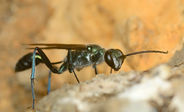 Blue Mud Dauber Wasp | Project Noah