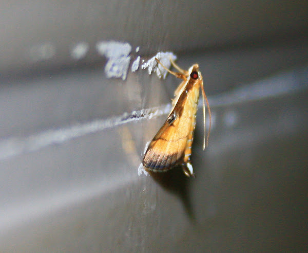 Rice Leaf Roller | Project Noah