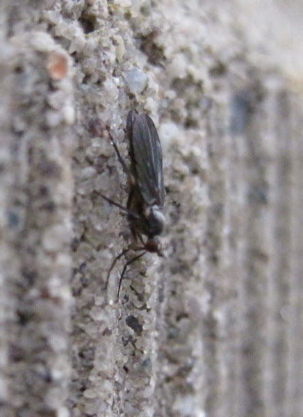 Dance Fly | Project Noah