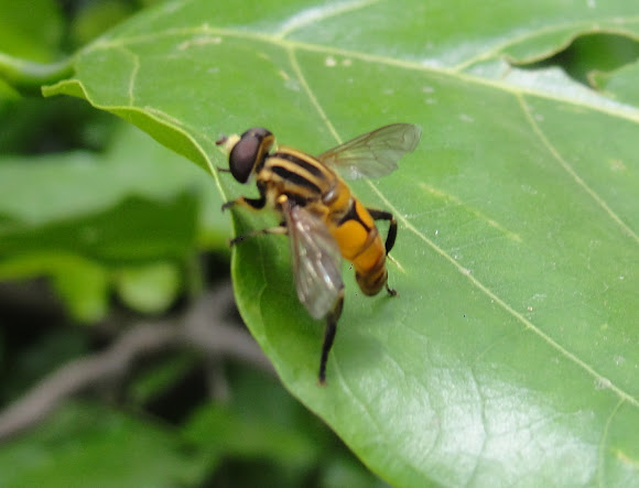 Hoverfly | Project Noah