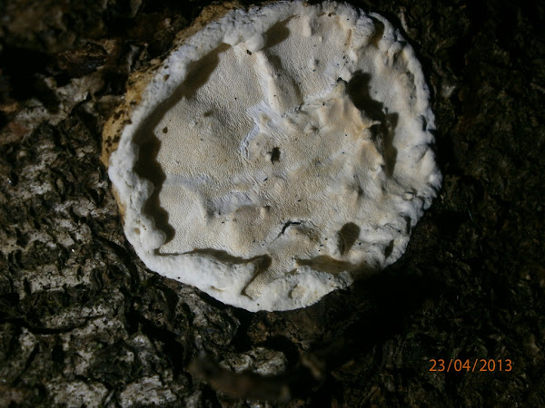 Antrodia species? | Project Noah