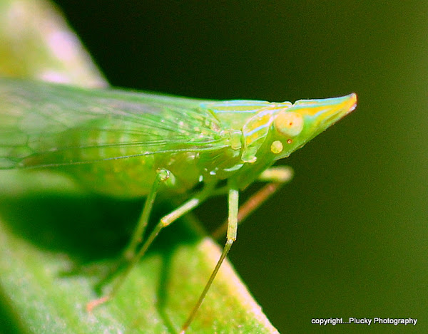 green planthopper | Project Noah
