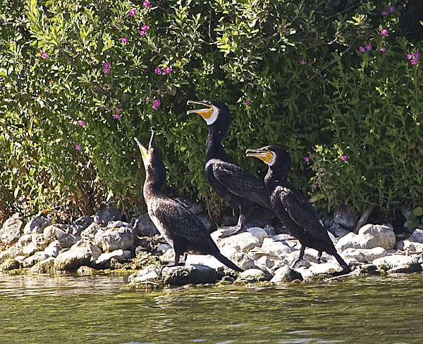 Great Cormorant | Project Noah