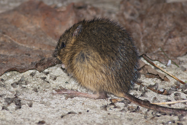 Meadow Jumping Mouse | Project Noah