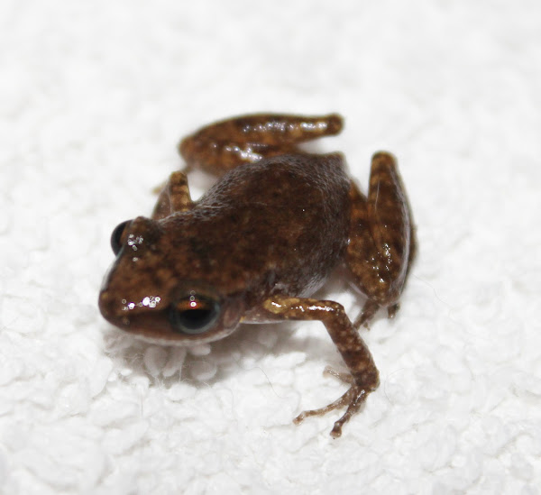 Rio Grande Chirping Frog | Project Noah