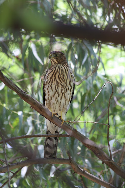 Gavilan de Cooper, Cooper´s hawk | Project Noah