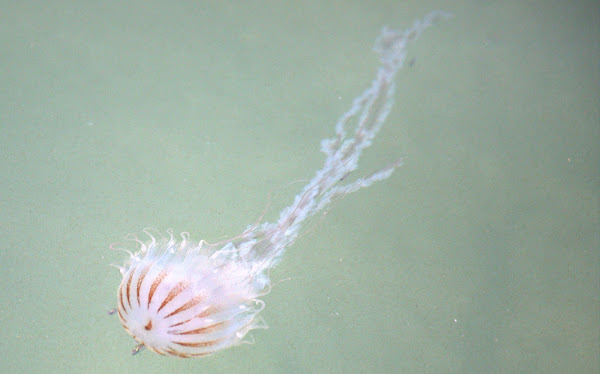 Sea Nettle | Project Noah