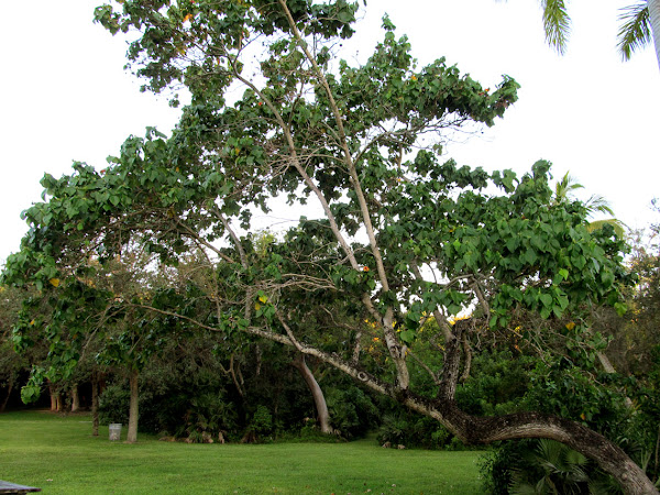 Blue Mahoe | Project Noah