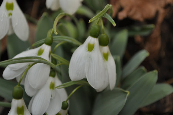 Giant Snowdrop | Project Noah