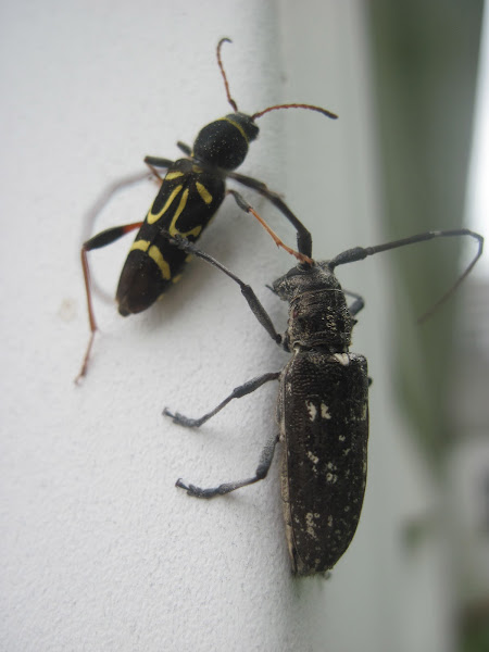 Longhorned Beetles | Project Noah