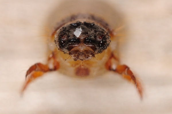 Checkered beetle larva | Project Noah