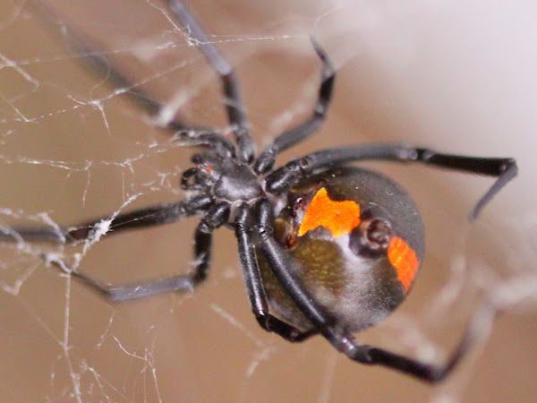 Redback spider | Project Noah