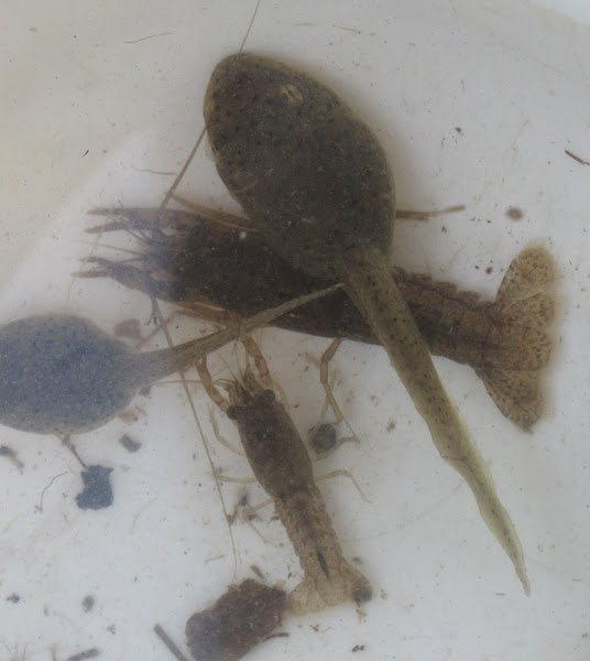 Tadpole | Project Noah