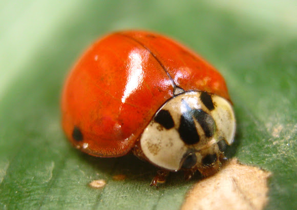 Asian Ladybug | Project Noah