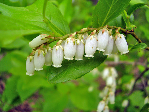 Swamp sweetbells | Project Noah