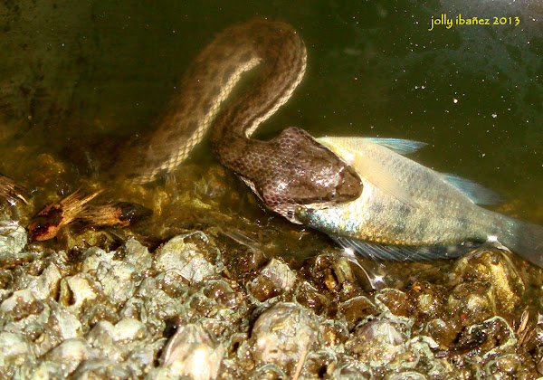 Dog-faced Water Snake | Project Noah