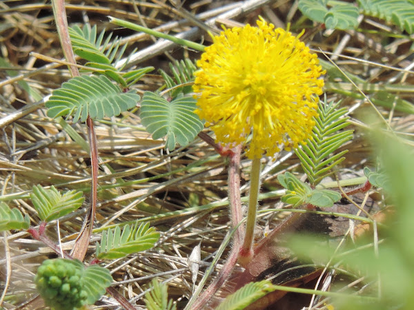 Yellow Puff Sensitivity Briar | Project Noah