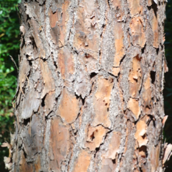 Loblolly Pine | Project Noah