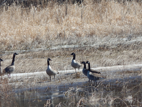 Canada Geese | Project Noah