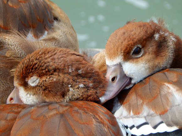 Egyptian geese babies | Project Noah