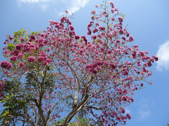 Roble morado | Project Noah